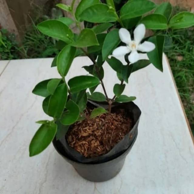 Jual Pohon Melati Yasmin - Tanaman Hias Pohon Bunga Melati Jasmine ...