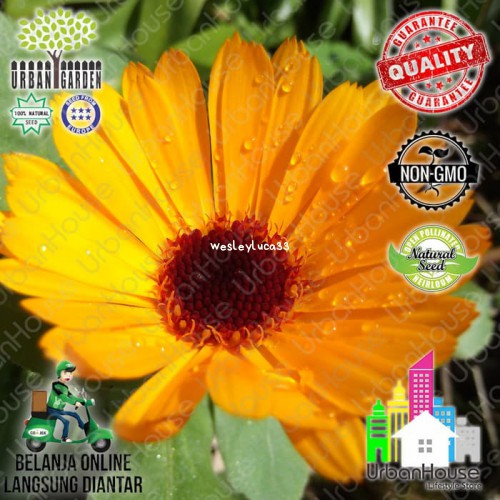 Rangkuman Contoh Gambar Bunga Calendula yang Wajib Diketahui ...