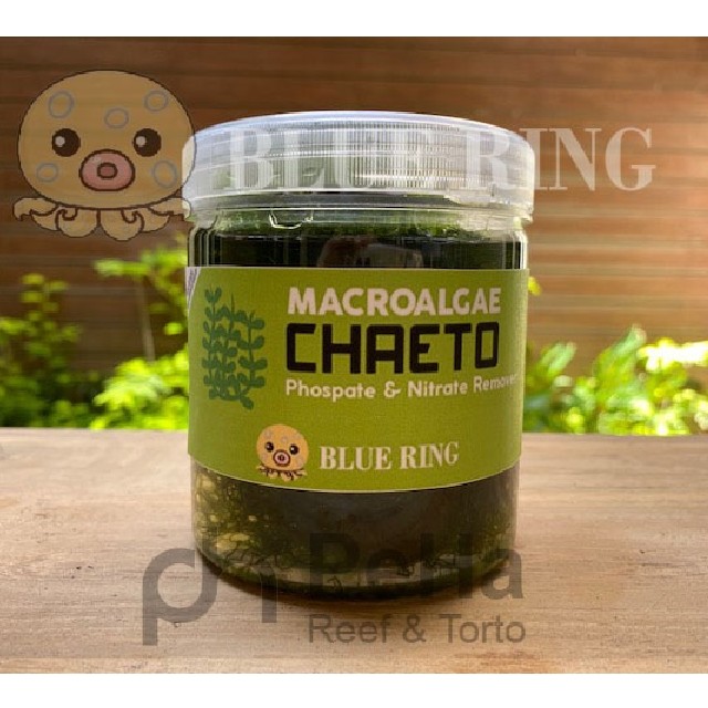 Jual rasamala Harga Terbaik & Termurah Maret 2023 | Shopee Indonesia