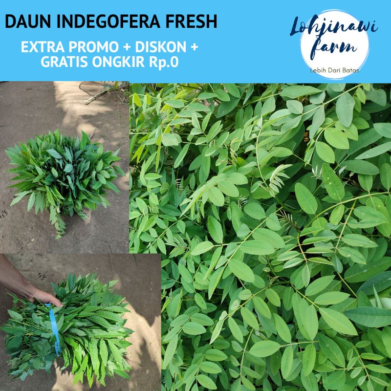 Jual Daun Indigofera Legum Pakan Ternak | Shopee Indonesia