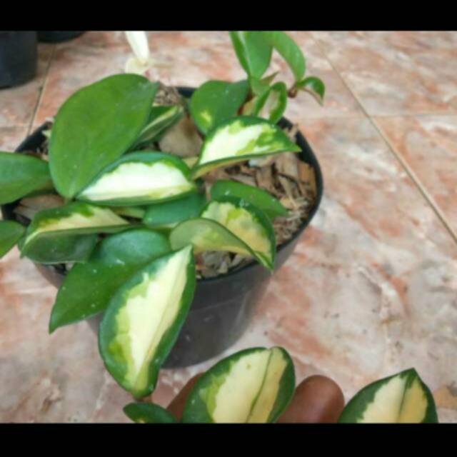 Jual Tanaman Hias pot gantung Hoya carnosa - tanaman hias hoya karnosa ...