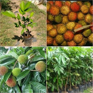 Jual Bibit Rambutan Rapiah Pohon Rambutan Bibit Buah Rambutan Rapiah ...