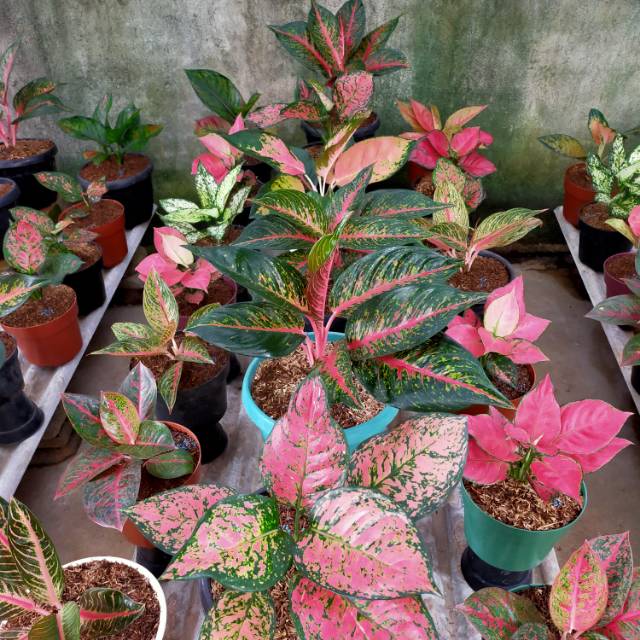 Produk GAURI FLOWER'S | Shopee Indonesia