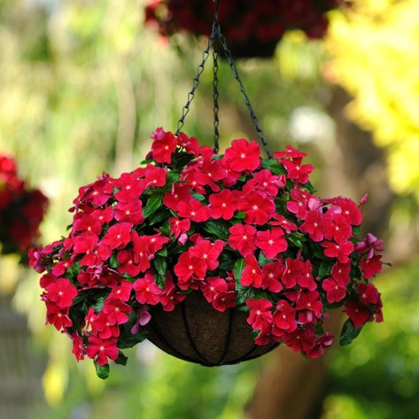 Jual Bibit Benih Biji Bunga Vinca Merah Juntai - Catharanthus roseus ...