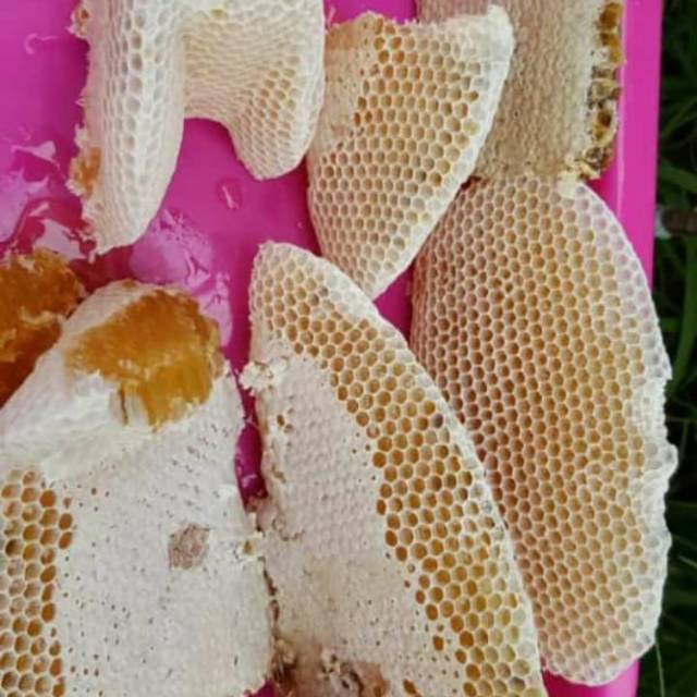 Jual Sarang Madu | Shopee Indonesia