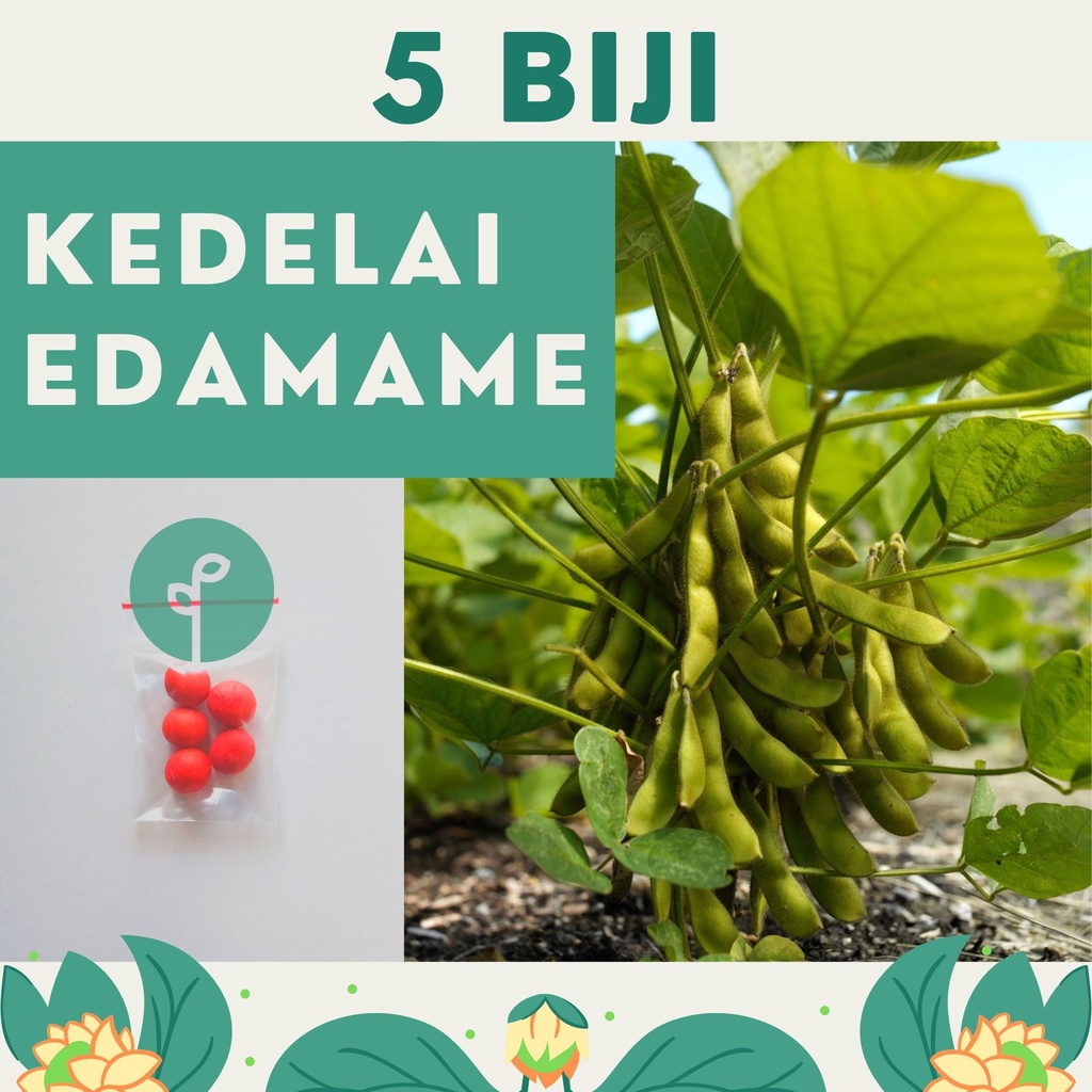 Jual 5 Benih Bibit Kedelai Benih Kedelai Edamame Super Bibit Sayuran ...