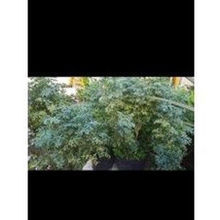 Jual DAUN INGGU / DAUN CHAO CHAU ALAMI | Shopee Indonesia