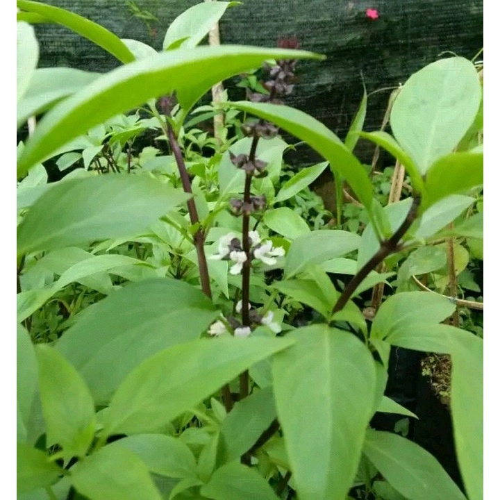 Jual Bibit tanaman selasih / basil (obat herbal) | Shopee Indonesia
