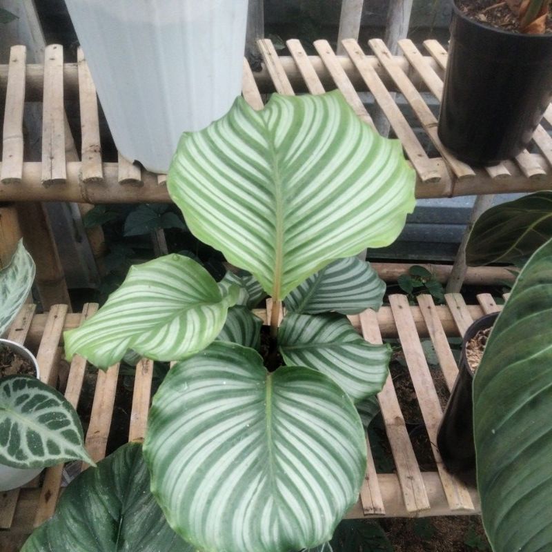 Jual Tanaman hias maranta calathea orbifolia | Shopee Indonesia