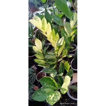 Jual real pic zamio / zamioculcas varigata | Shopee Indonesia