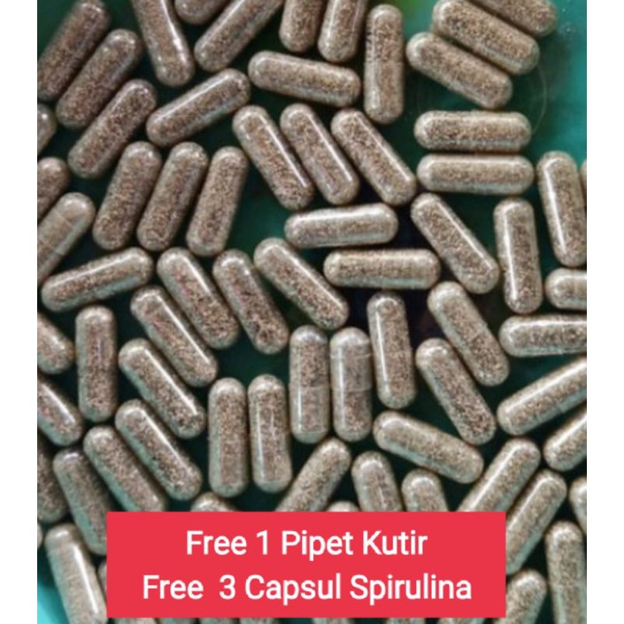 Jual Paket Telur kutu air moina macrocoppa , starter kultur , mudah ...