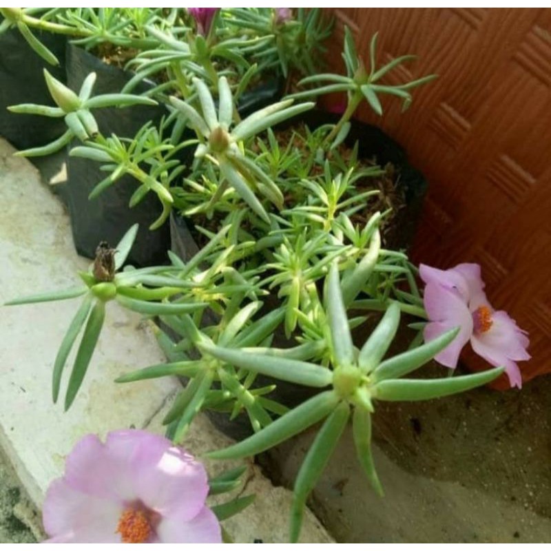 Jual tanaman sutra Bombay/pohon bunga sutra bombay | Shopee Indonesia