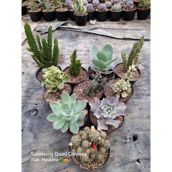 Harga scullen Terbaru Mei 2025 | BigGo Indonesia