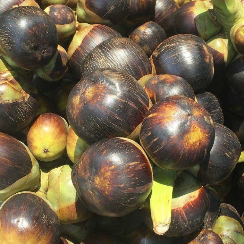 Jual buah Lontar | Shopee Indonesia