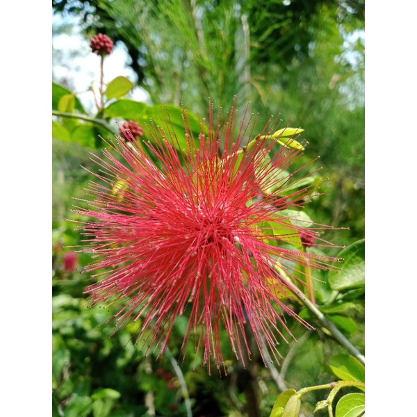 Jual Tanaman hias bunga kaliandra - Kaliandra Lusiana | Shopee Indonesia