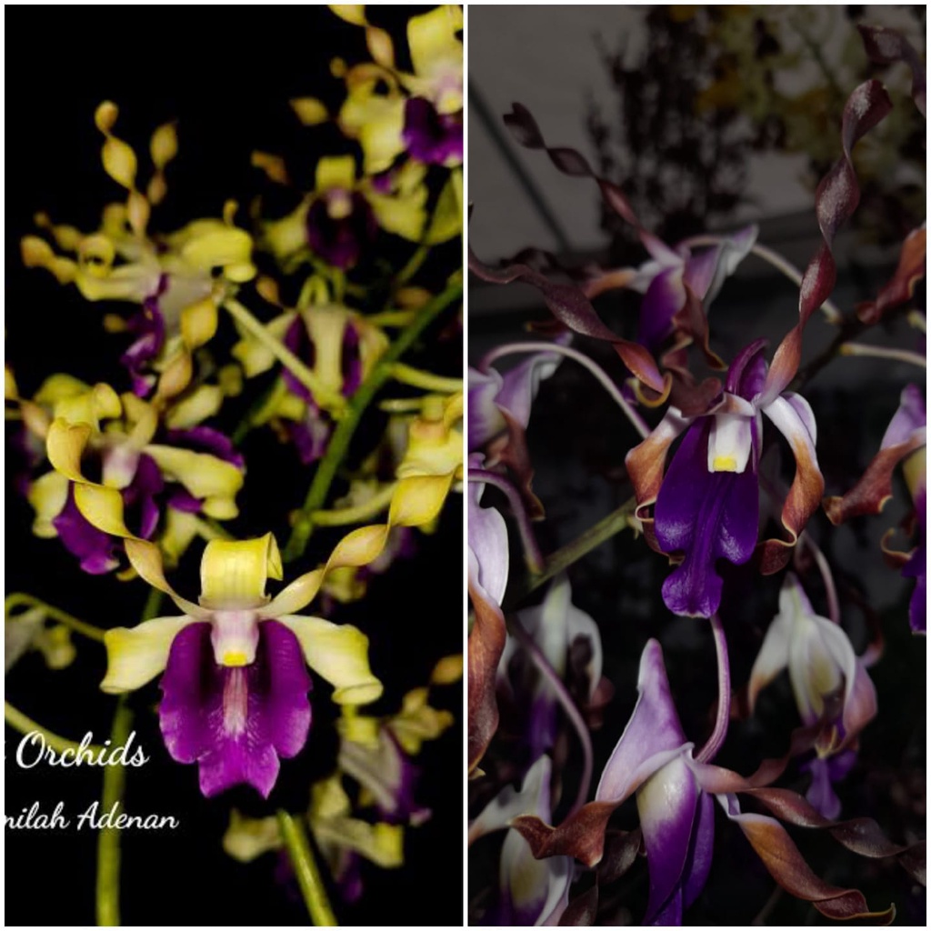 Jual Remaja Anggrek Dendrobium Jamillah Adenan x Lasianthera Sepik Blue | Shopee Indonesia