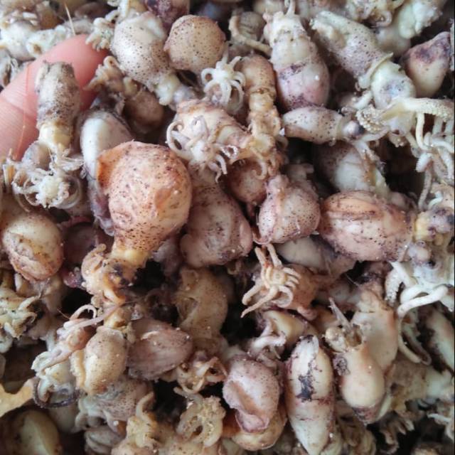 Jual CUMI BABY TELOR ASIN 1000 GR | Shopee Indonesia