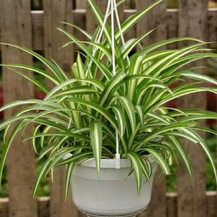 Jual Tanaman Hias Daun Spider Plant | Shopee Indonesia