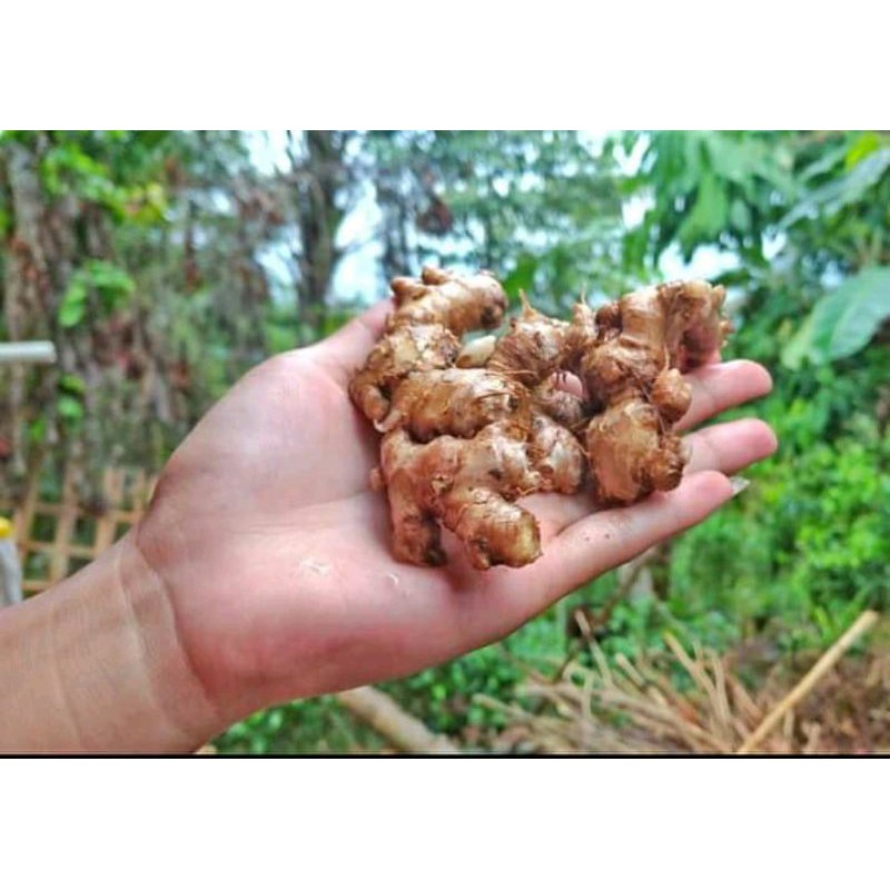 Jual JAHE EMPRIT / JAHE EMPRIT SEGAR 500Gr | Shopee Indonesia Jual JAHE EMPRIT / JAHE EMPRIT SEGAR 500Gr | Shopee Indonesia