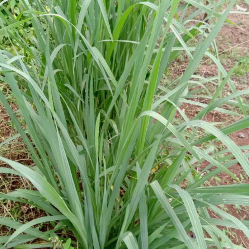 Jual Bibit Rumput Setaria Per pcs | Shopee Indonesia