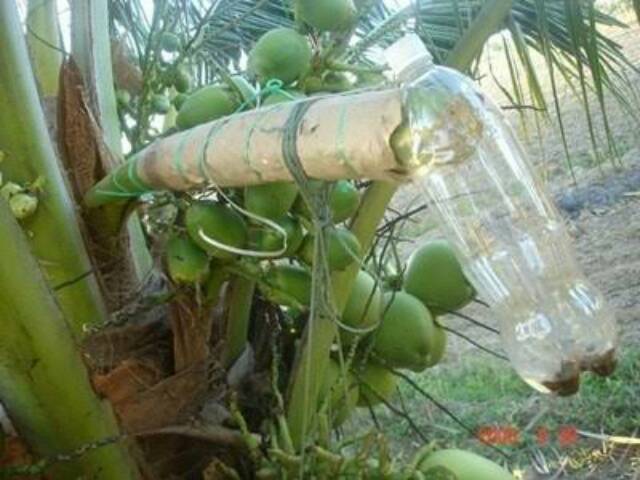 Jual Air Legen, 500 ml - Air Nira Pohon kelapa / Sajeng Gula Merah ...