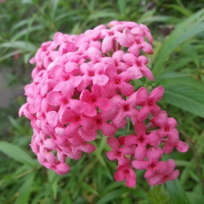 Jual Tanaman bunga wangi Panama rose/bush pentas (Rondeletia ...