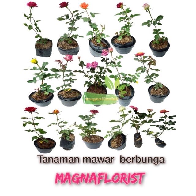Jual BIBIT TANAMAN HIAS BUNGA MAWAR HOLLAND ECER (RIMBUN HIDUP BERBUNGA ...