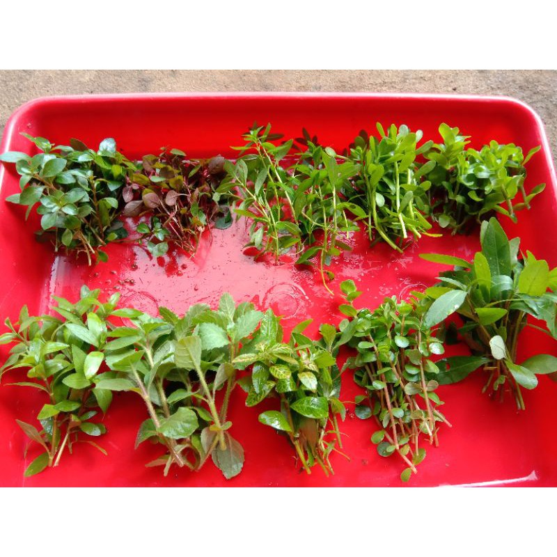 Jual Paket stam plant stem plant (baca deskripsi) | Shopee Indonesia