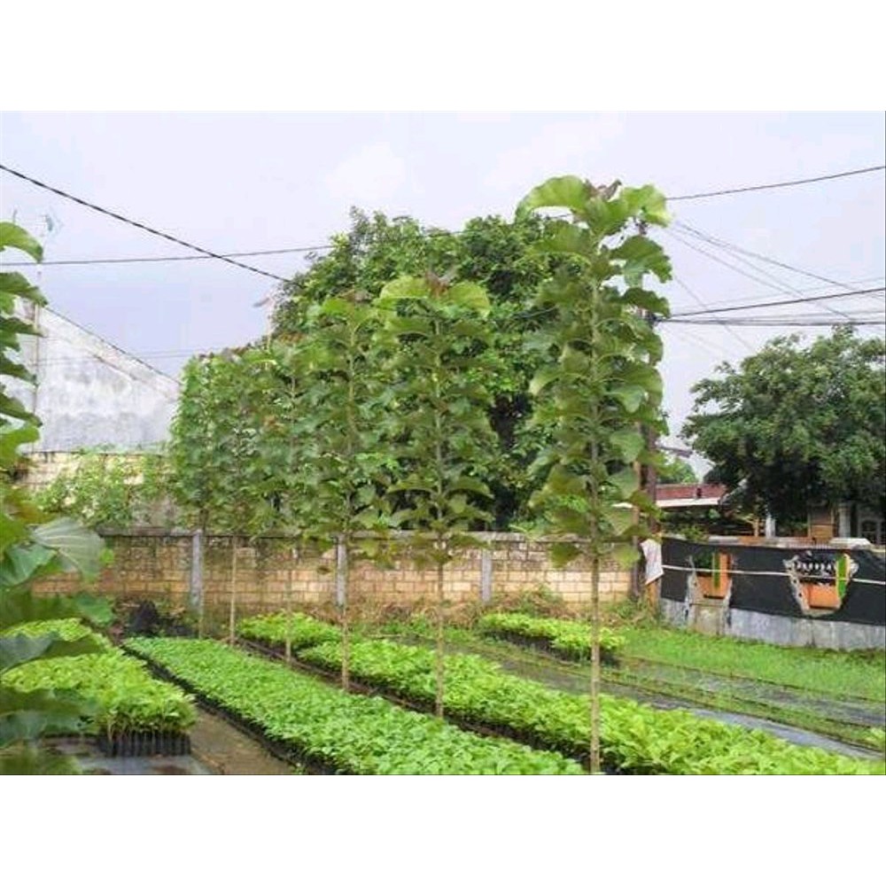 Jual 35 Benih jati merah super unggul | Shopee Indonesia