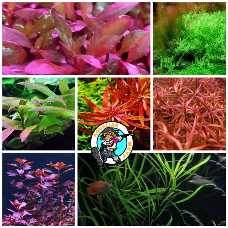 Jual paket mix 100 batang + 20 batang ( paket tanaman aquascape ... Jual paket mix 100 batang + 20 batang ( paket tanaman aquascape ...