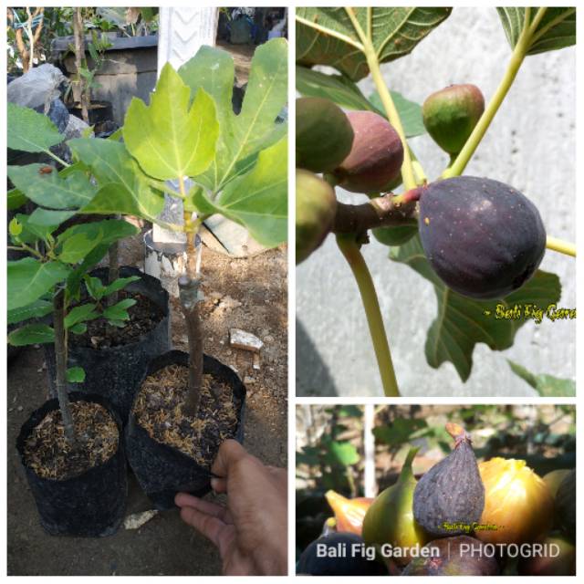 Jual Bibit Pohon Tin Ungu Siap Tanam on Loa | Shopee Indonesia