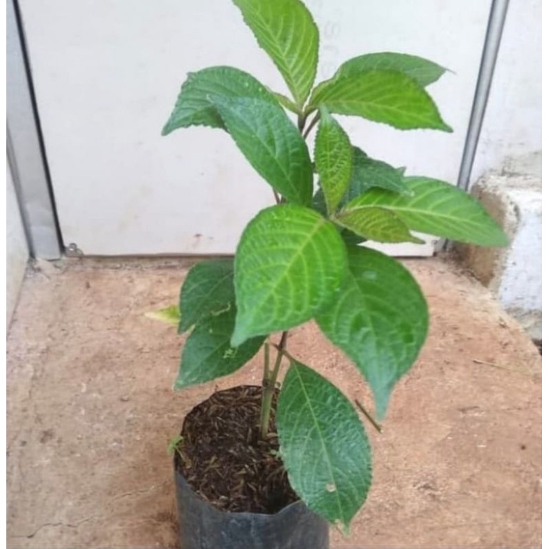 Jual Pohon keji beling/kaca beling/tanaman herbal | Shopee Indonesia