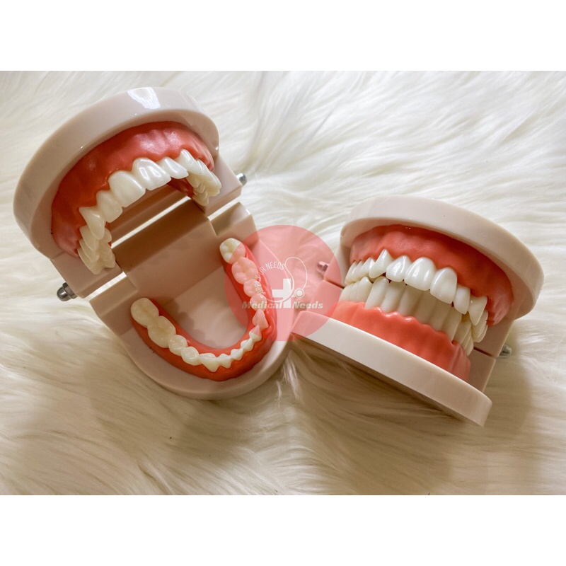 Jual Phantum Gigi / Phantom Gigi / Phantoom Gigi / Model Gigi / Patung ...