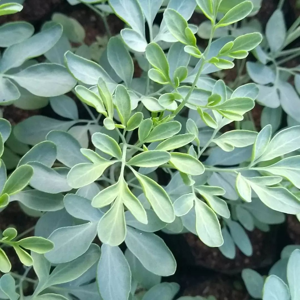 Jual Bibit herbal daun inggu / godong minggu / anruda busu / arunda ...