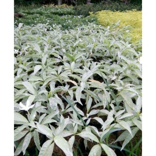 Jual Rombosa Putih / Rombosa Silver / Rombosa daun lebar / Rombusa ...