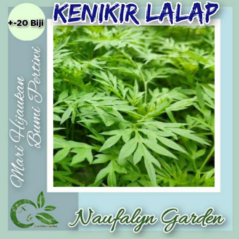 Jual 20 Benih Daun Kenikir Lalap Benih Biji Bibit Sayuran Unggul ...