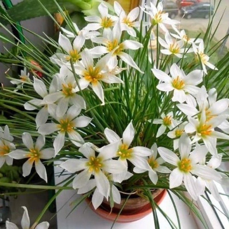 Jual Tanaman Hias Kucai Tulip Bunga Putih Kucai Bunga- Tanaman Indoor ...