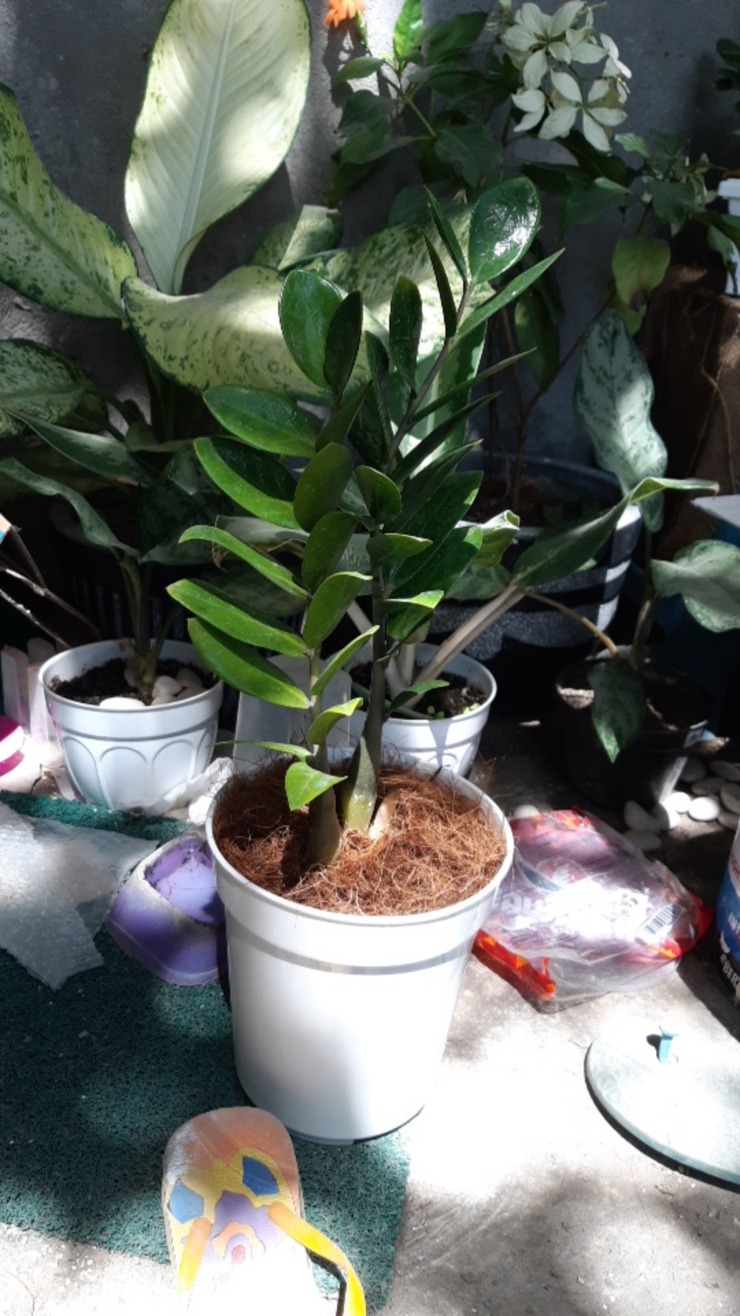 Tanaman hias bunga outdoor indoor daun koin dollar zamioculcas ...