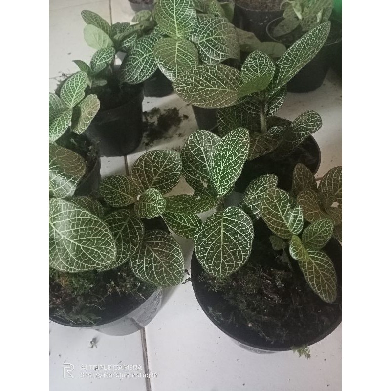 Jual FITONIA/tanamangantung/tanamanhiazmurah Indonesia|Shopee Indonesia