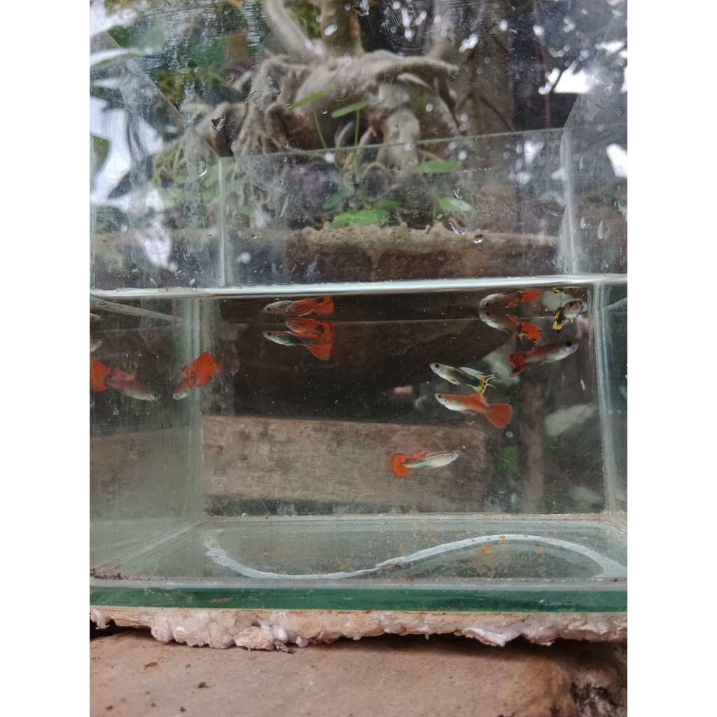 Jual Ikan Guppy hias untuk aquarium, aquascape murah | Shopee Indonesia