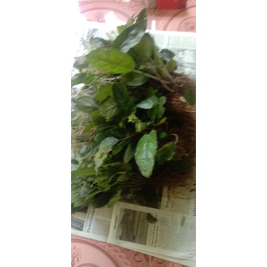 Jual daun gempur batu segar atau baru dipetik Indonesia|Shopee Indonesia