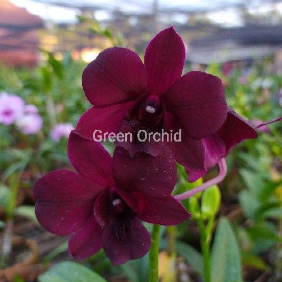 Jual Anggrek Dendrobium Black Cat | Shopee Indonesia