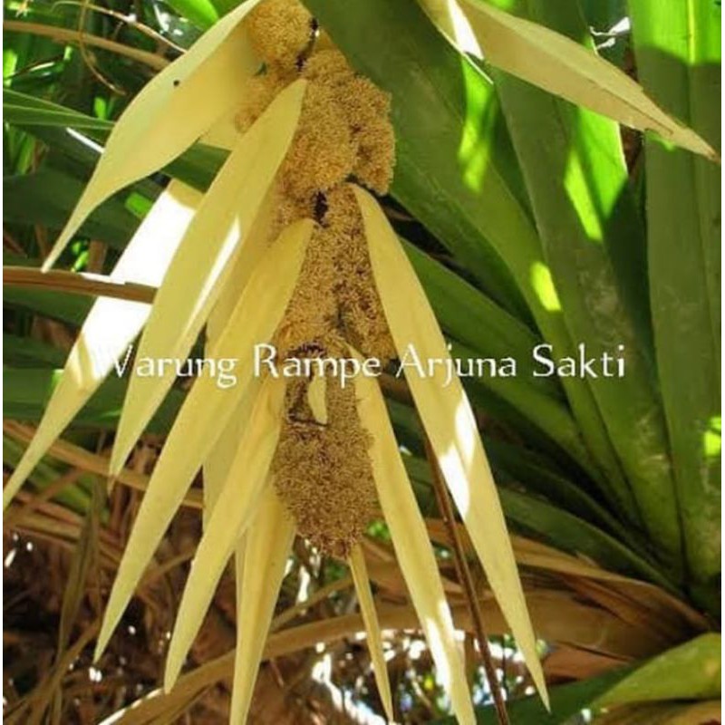 Jual Bunga Jaksi | Shopee Indonesia