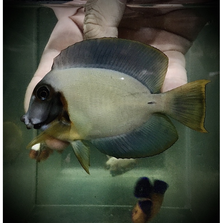 Jual botana model / mimic tang (SUDAH MAKAN PELET) | Shopee Indonesia