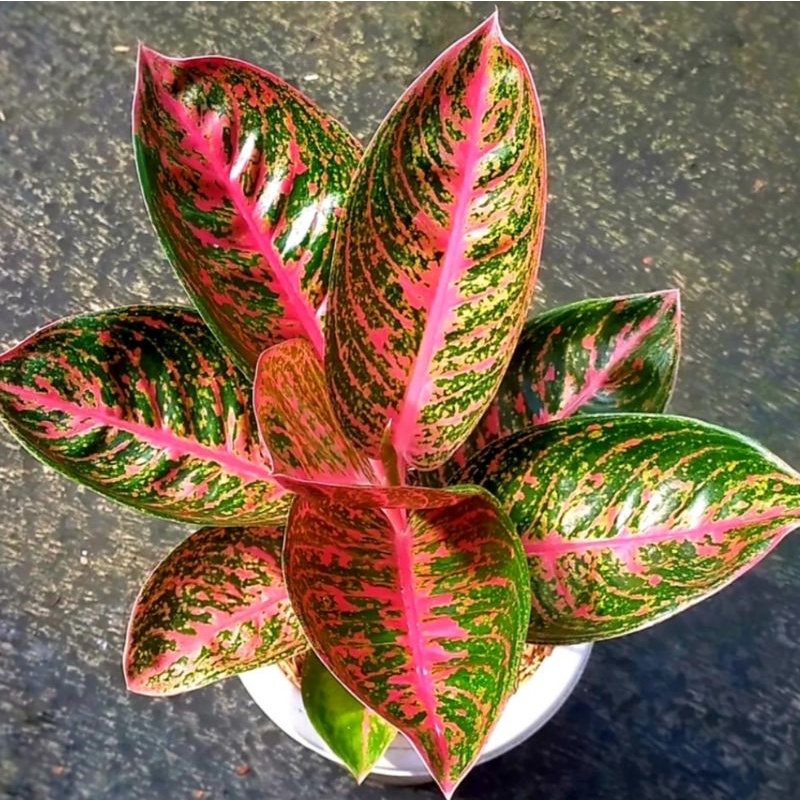 Jual Aglonema Widya / bibit bunga / bunga hidup / tanaman / tanaman ...