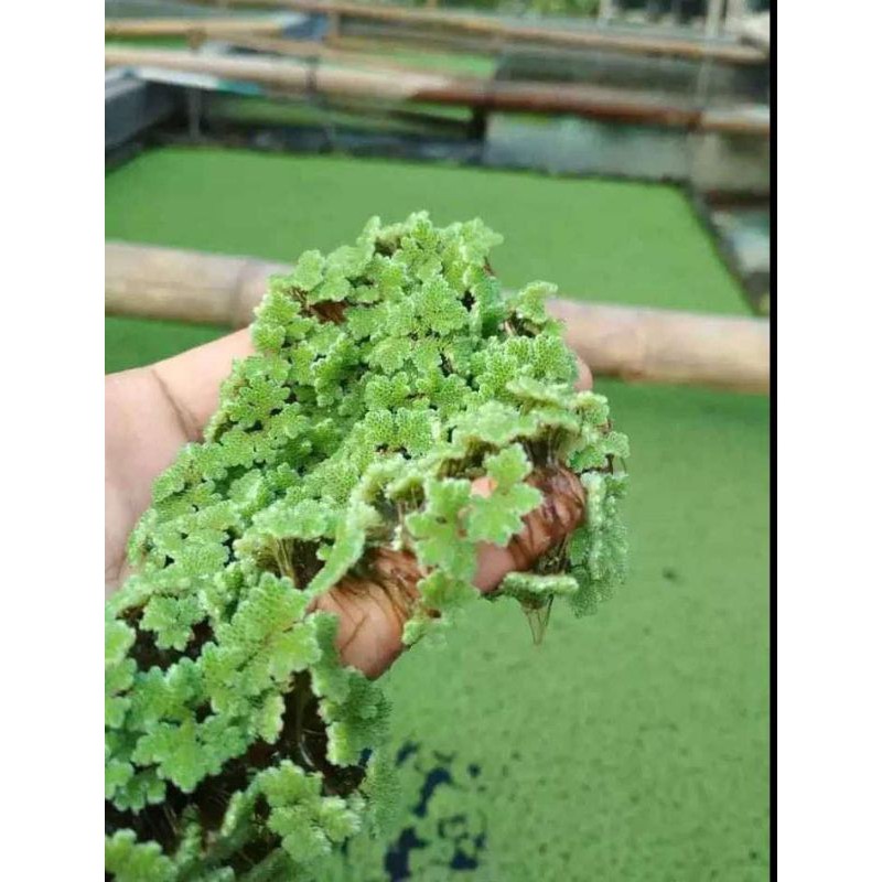 Jual bibit azolla 1KG azola micropylla 1KG | Shopee Indonesia