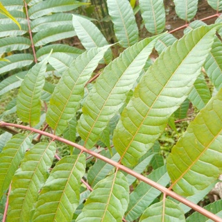 Jual Daun Pohon Suren Pembasmi Hama per 500 gram | Shopee Indonesia