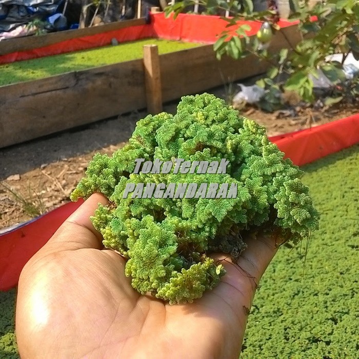 Jual jual tumbuhan azolla murah pakan ternak 1kg bibit super ...
