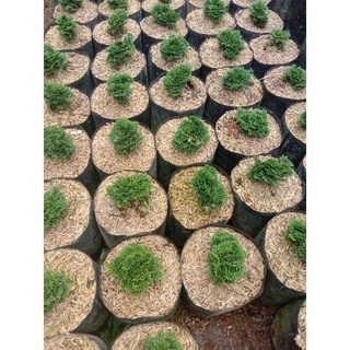 Jual Tanaman Hias Hidup Daun Cemara Mini Inoki - Pohon Cemara Mini ...