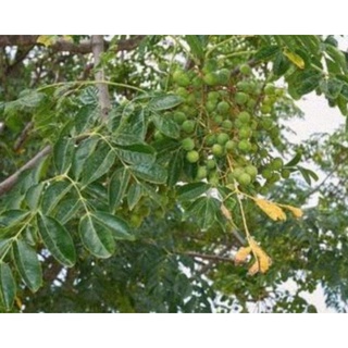 Jual BUAH MINDI SEGAR | MINDI BUAH (1KG) | Shopee Indonesia